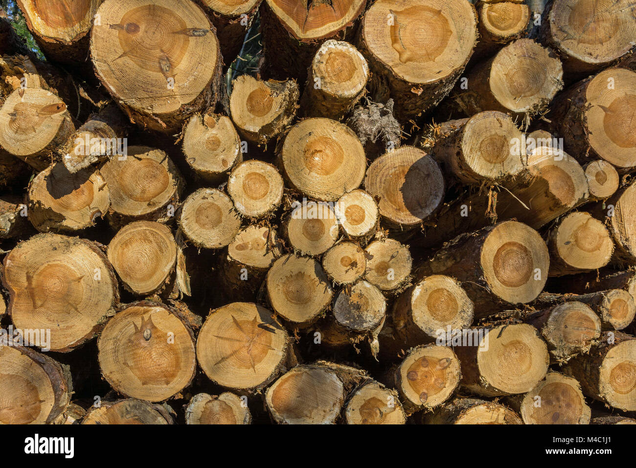 Sunlight and tree trunks hi-res stock photography and images - Alamy