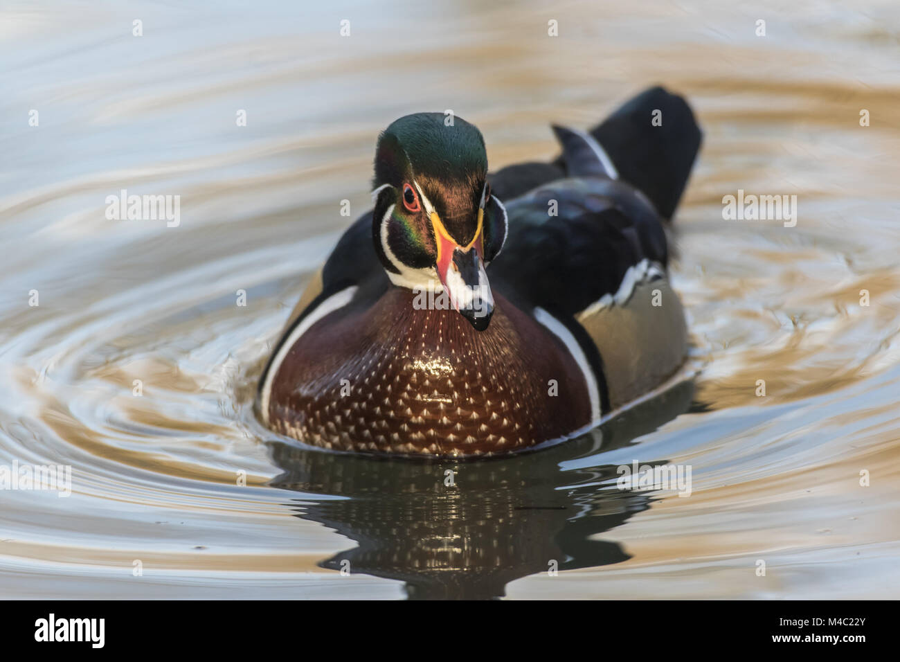 Acorn duck (Aix sponsa Stock Photo - Alamy