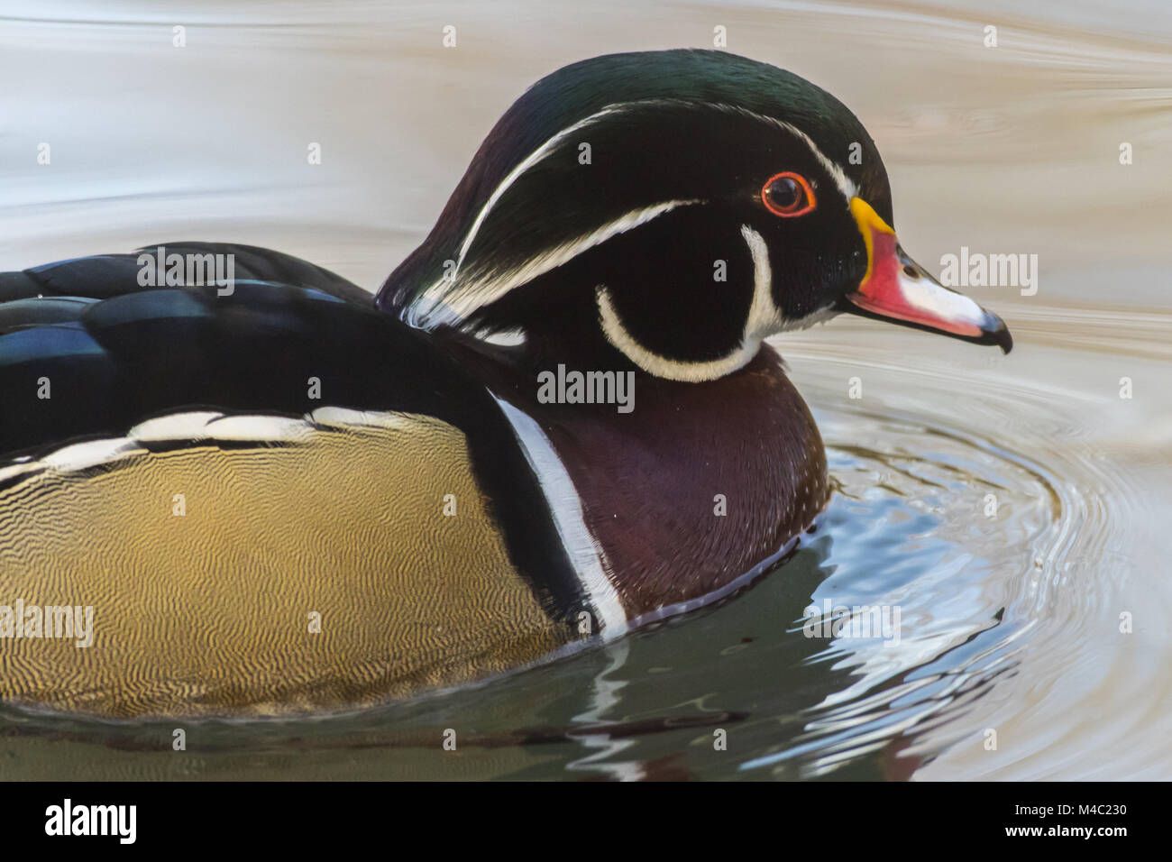 Acorn duck hi-res stock photography and images - Alamy