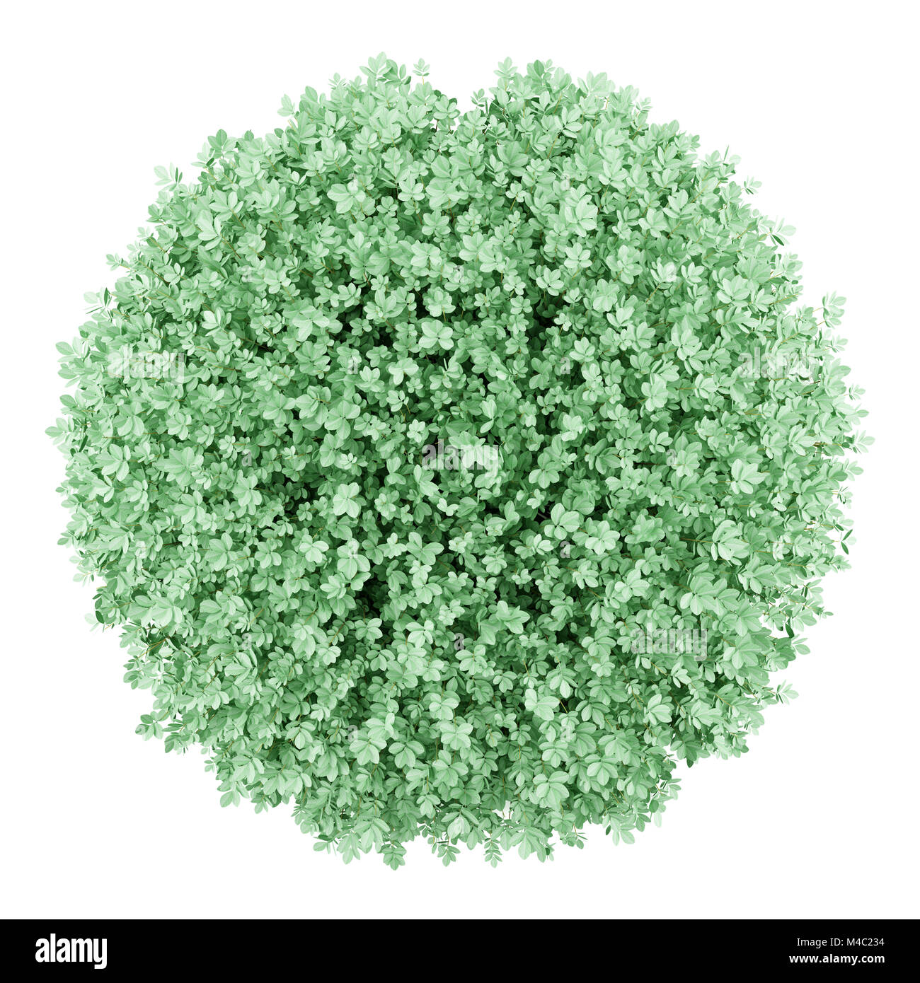 top view of round boxwood plant isolated on white background Stock ...