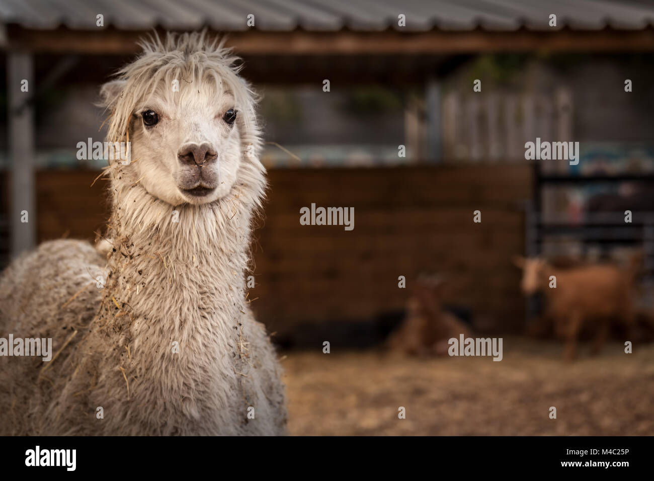 Alpaca on farm Stock Photo - Alamy