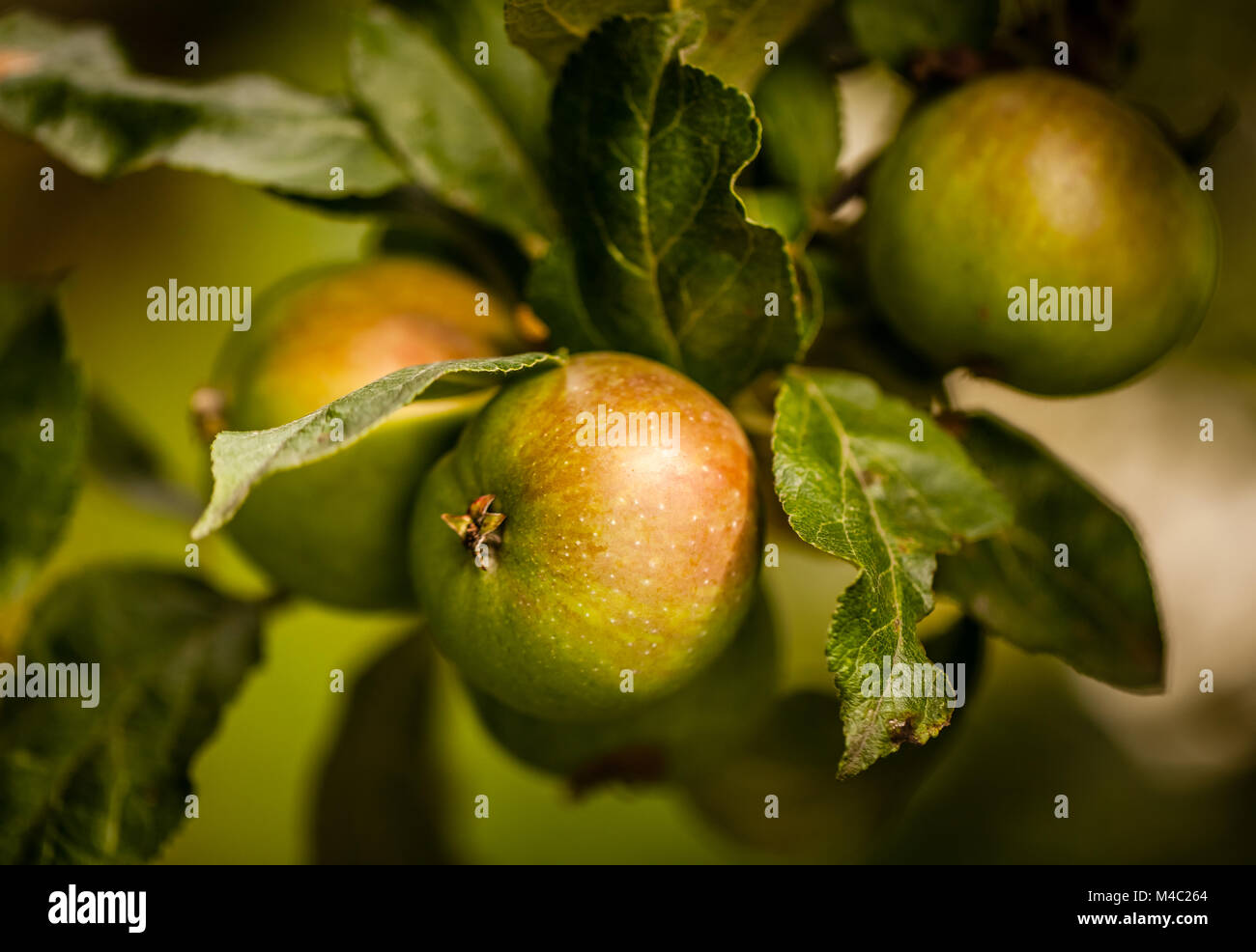 Pearmain apples on tree Stock Photo - Alamy