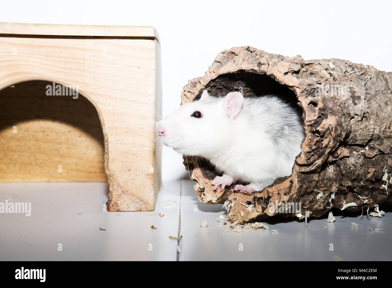 Rats cave hi-res stock photography and images - Alamy