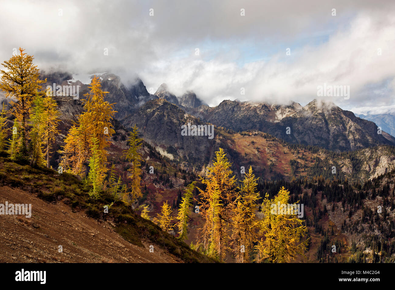 WA13450-00...WASHINGTON - Larch trees sporting fall colors below Maple ...