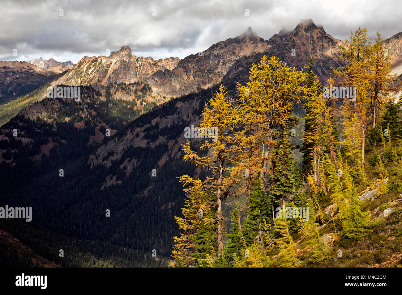 WA13451-00...WASHINGTON - Larch trees in fall color high above the ...