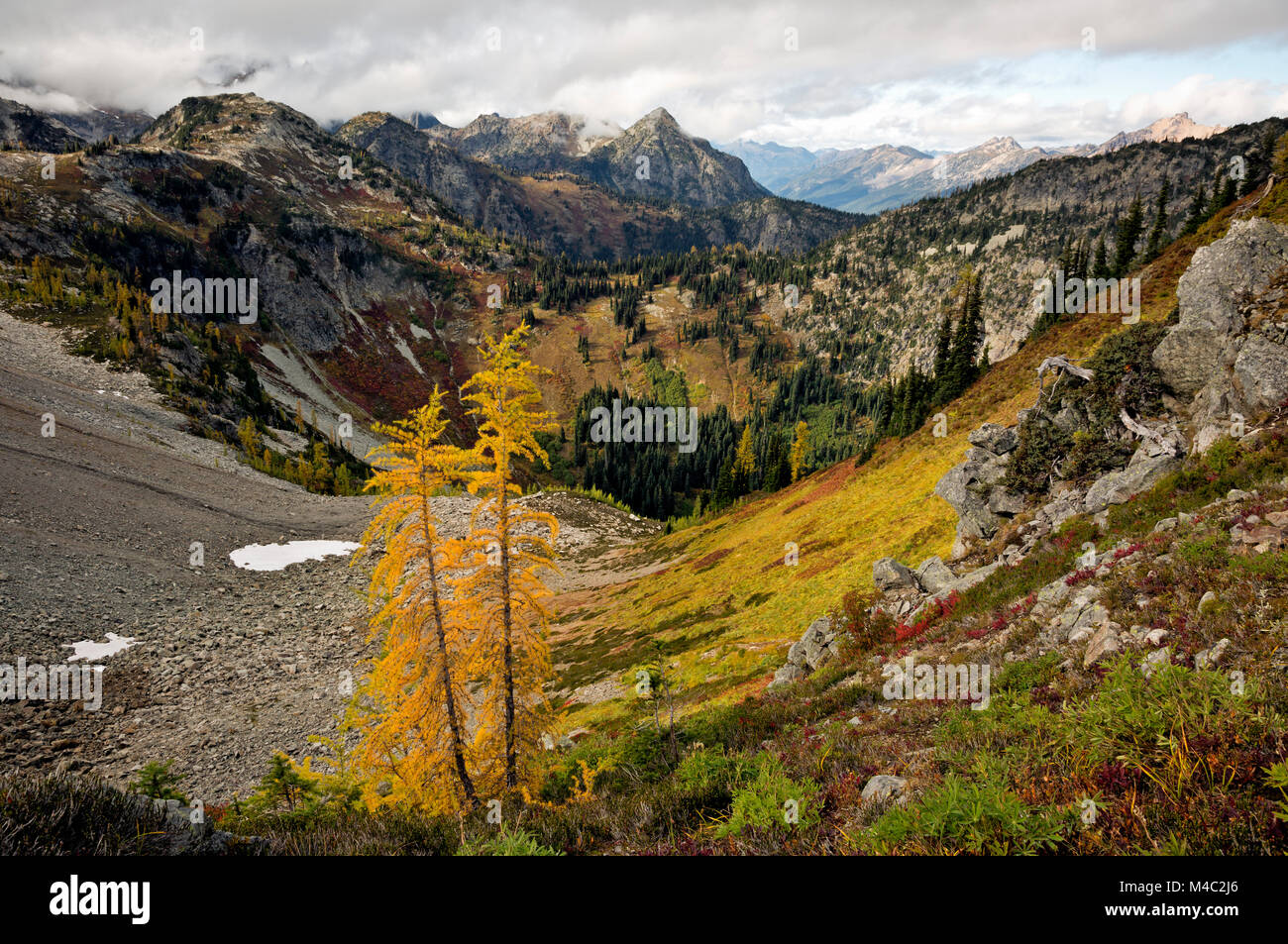 WA13452-00...WASHINGTON - Larch trees sporting fall colors below Maple ...