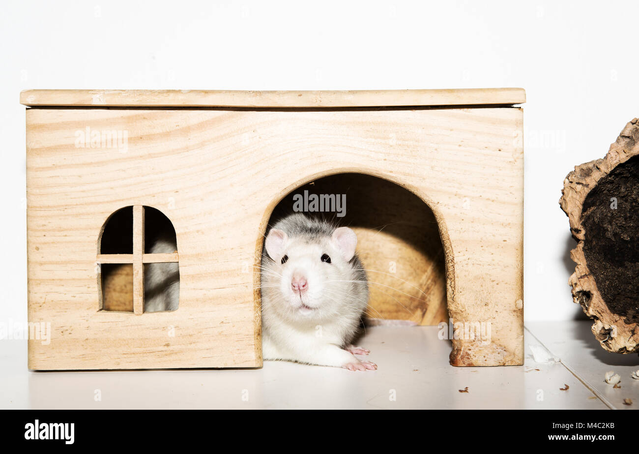 Black rat roof rat house hi-res stock photography and images - Alamy