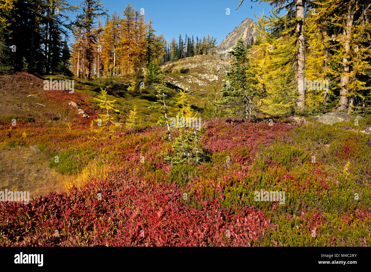 WA13461-00...WASHINGTON - Fall time at Easy Pass in the North Cascades ...