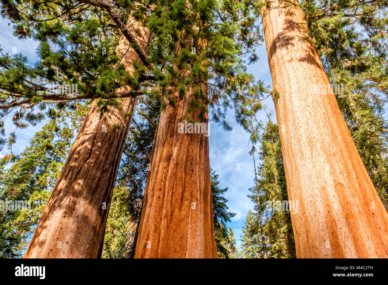 Sequoia National Park at autumn Stock Photo - Alamy