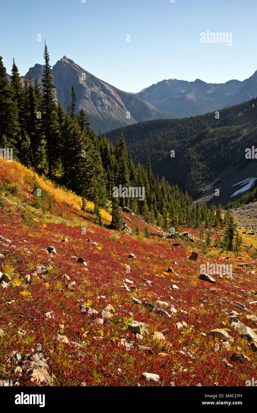 Huckleberry in fall color forest hi-res stock photography and images ...