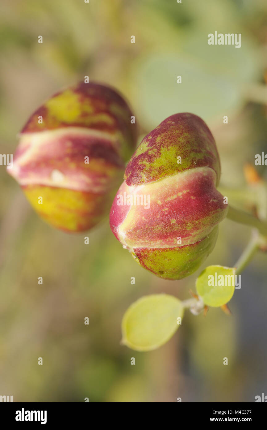 Israel Flowers - caper Stock Photo - Alamy