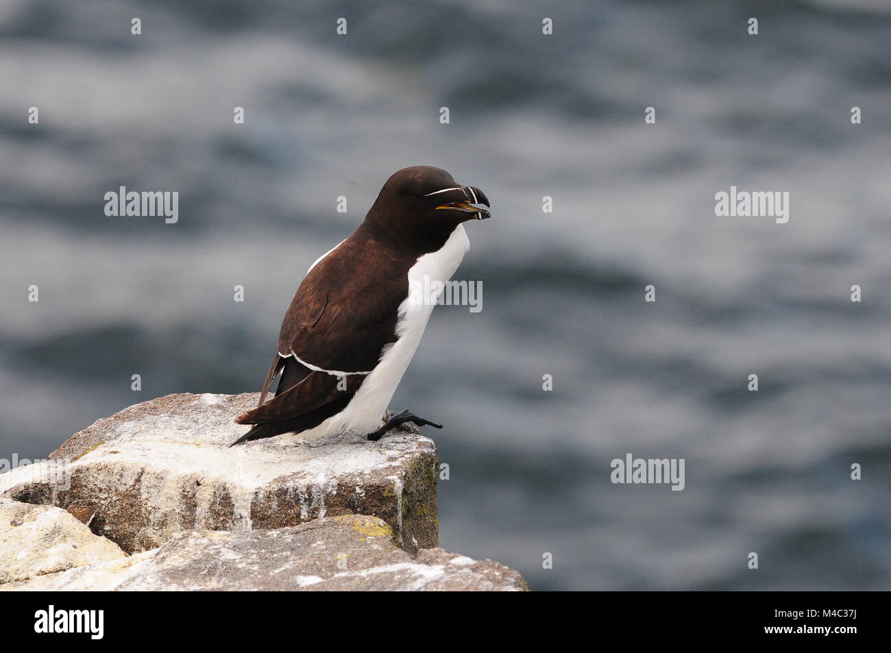 Egg great auk hi-res stock photography and images - Alamy