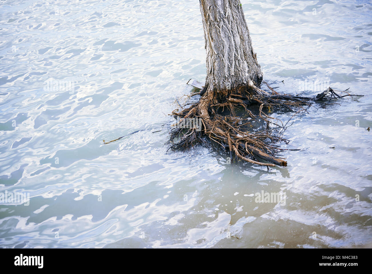 Dead tree in water during flood Stock Photo - Alamy