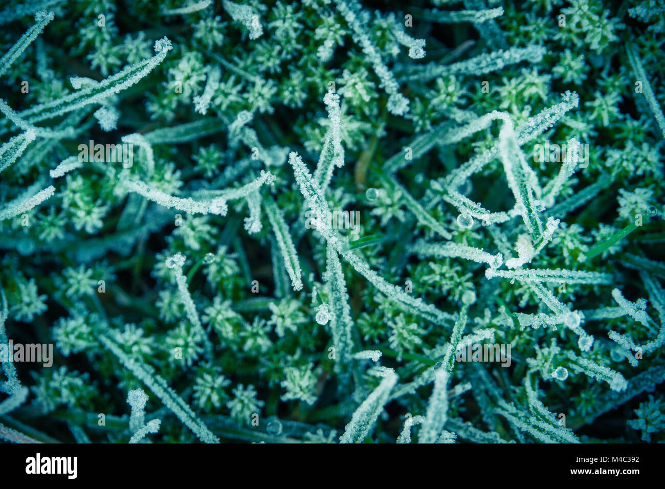 Grass hoarfrost in morning hi-res stock photography and images - Alamy