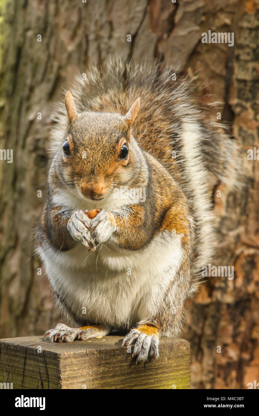 Squirrel eating nut Stock Photo - Alamy