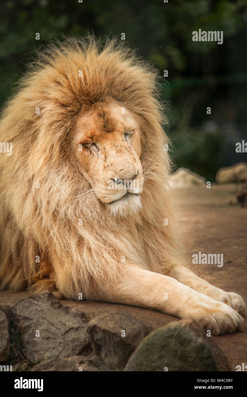 Proud lion portrait Stock Photo - Alamy