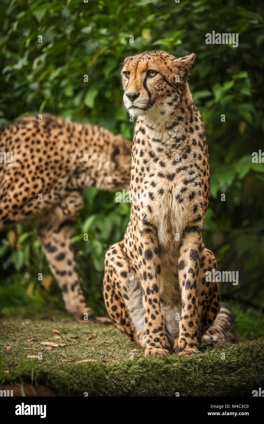 Cheetahs india hi-res stock photography and images - Alamy