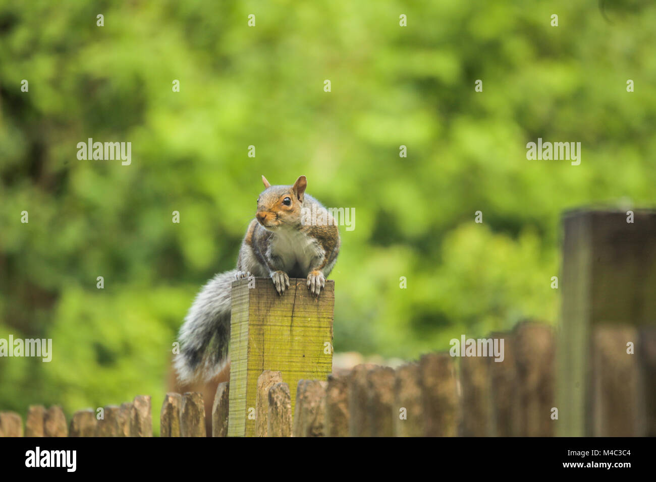 Squirrel on the fence Stock Photo - Alamy