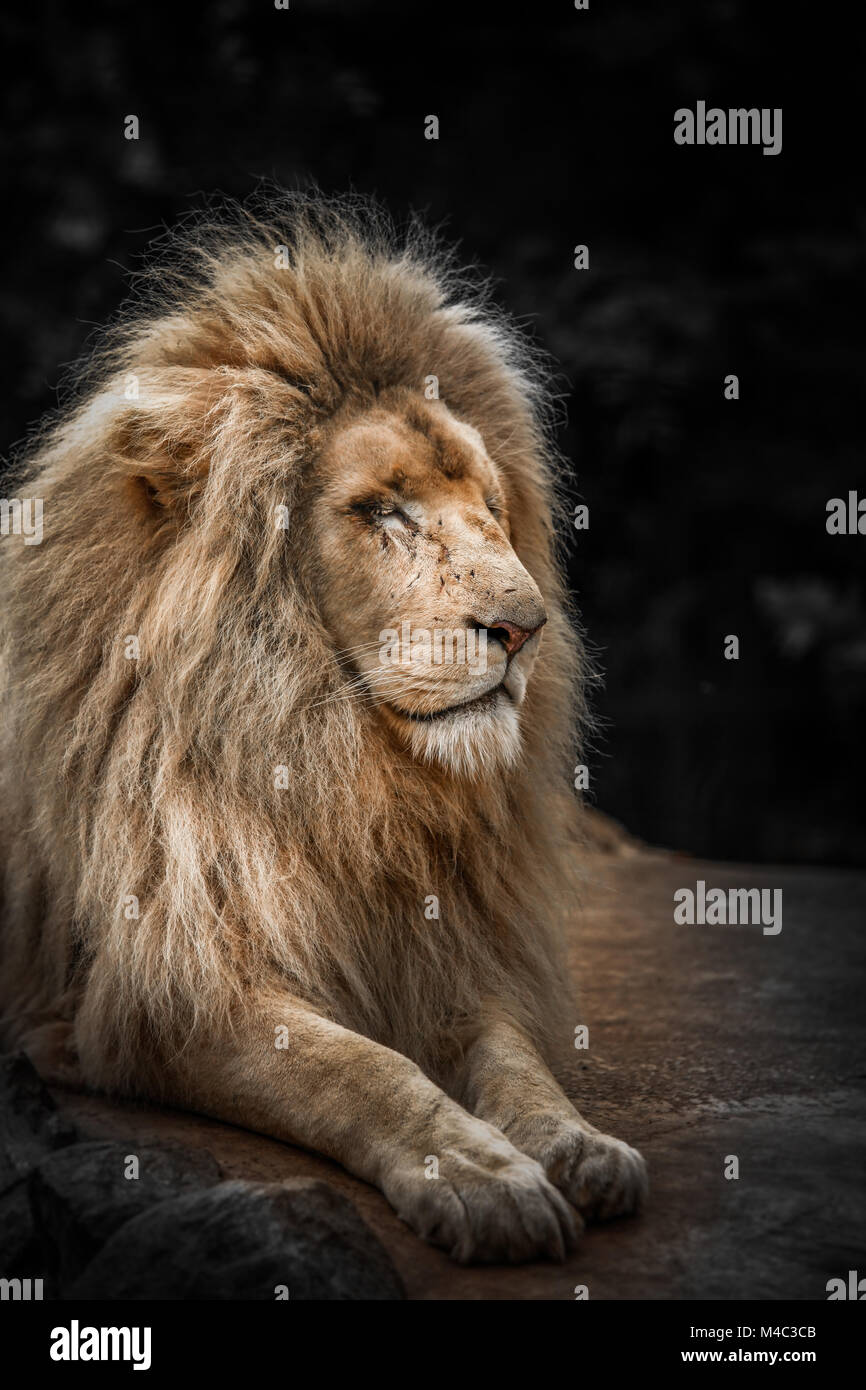Proud lion hi-res stock photography and images - Alamy
