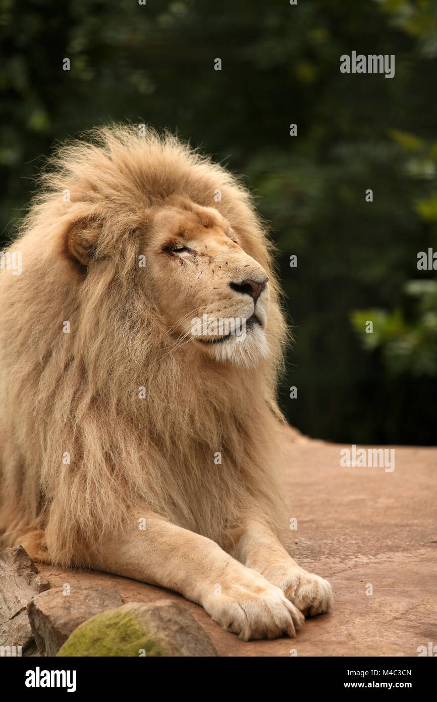 Proud lion portrait Stock Photo - Alamy