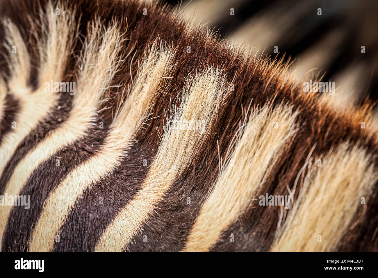 Fur of zebra Stock Photo - Alamy