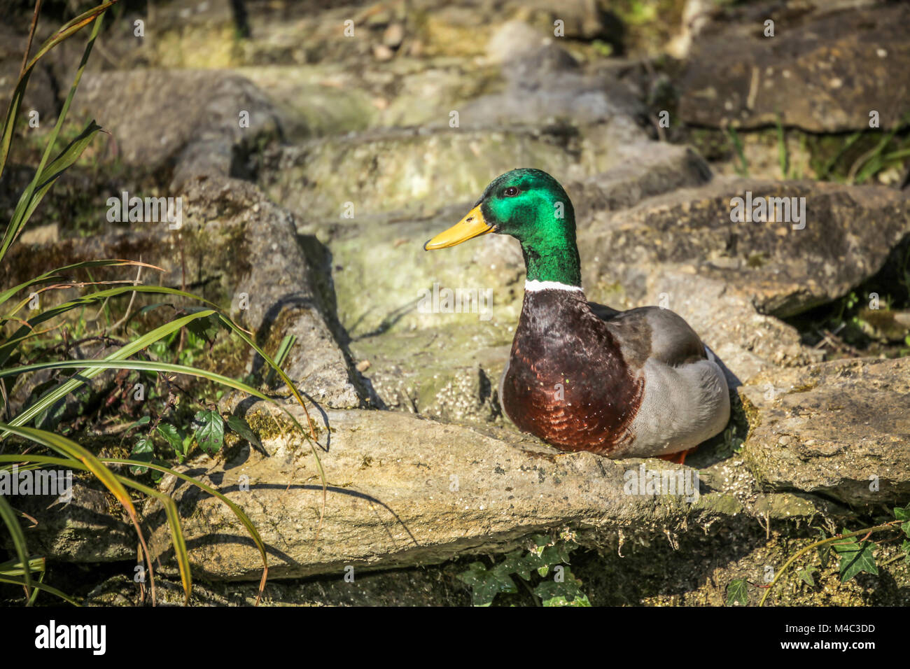 Duck on a rock Stock Photo - Alamy