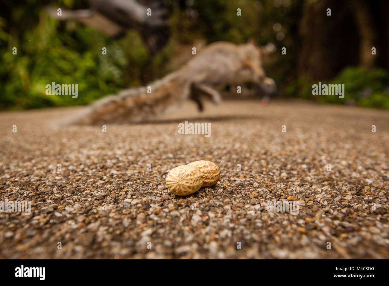 Squirrel and a nut Stock Photo - Alamy