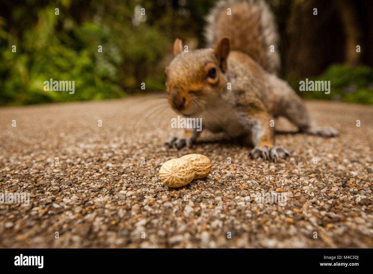 Squirrel and a nut Stock Photo - Alamy
