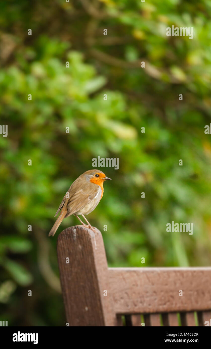 Small Robin bird Stock Photo - Alamy