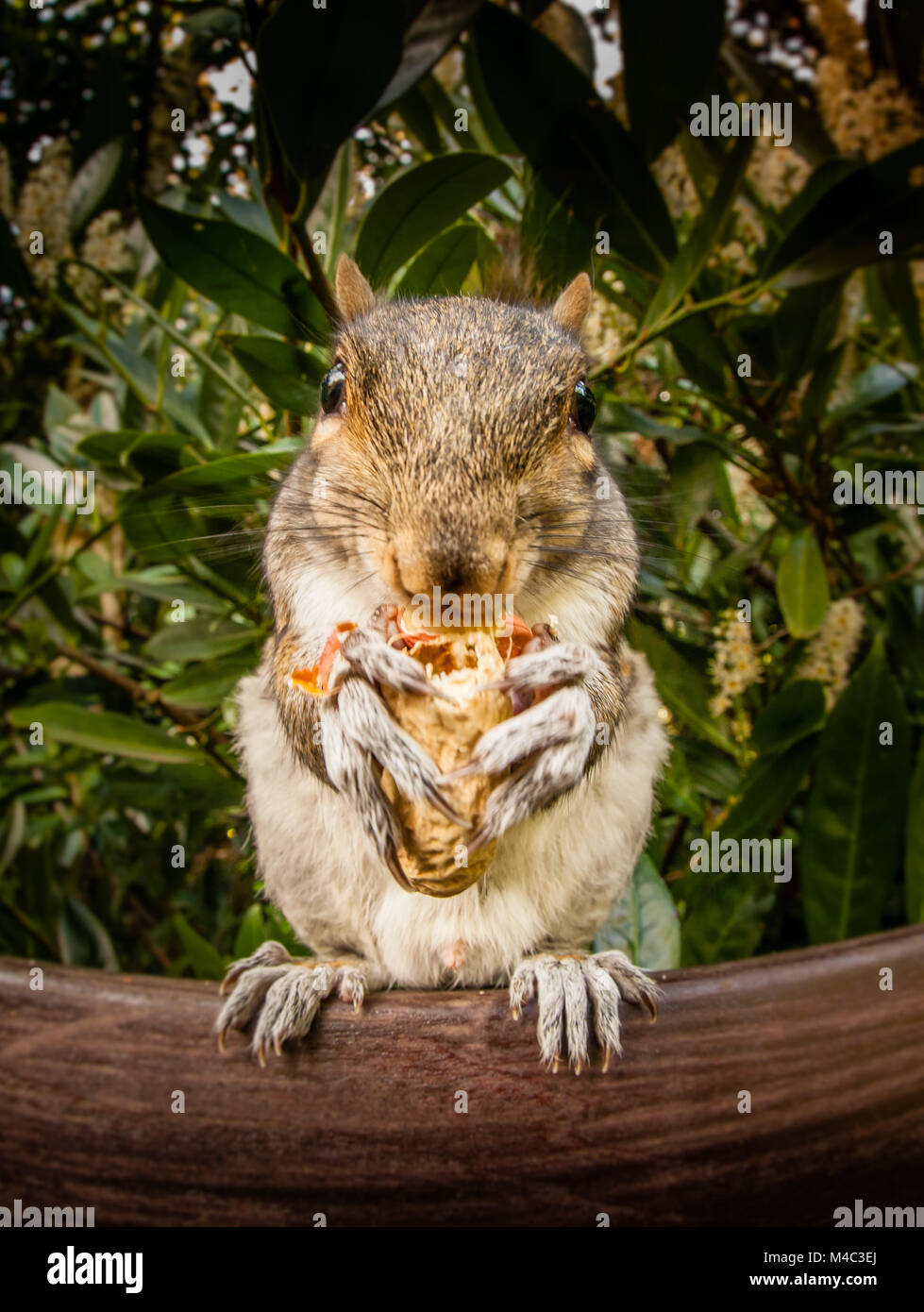 Squirrel eating nut Stock Photo - Alamy