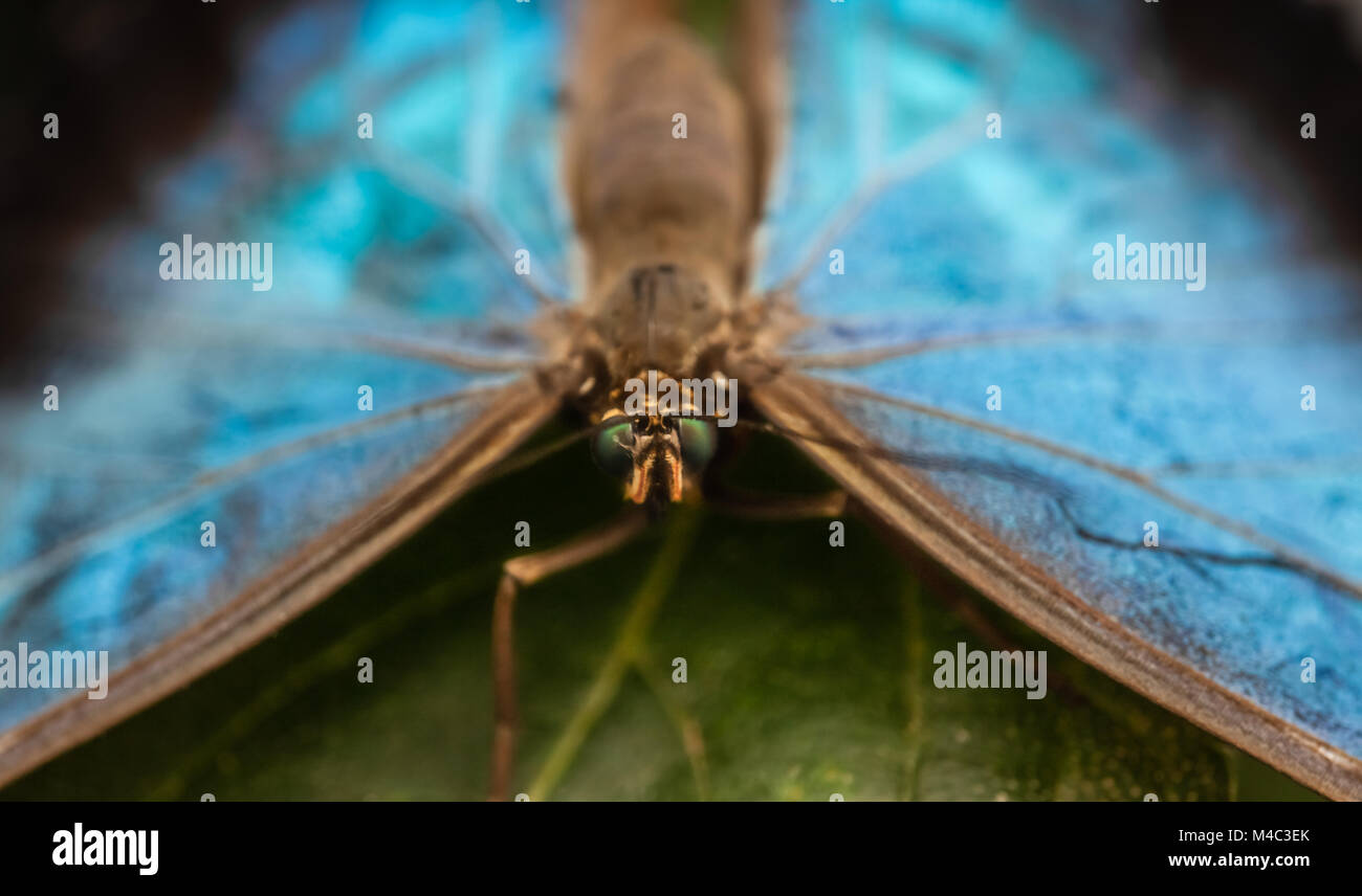 Peleides blue morpho butterfly Stock Photo - Alamy