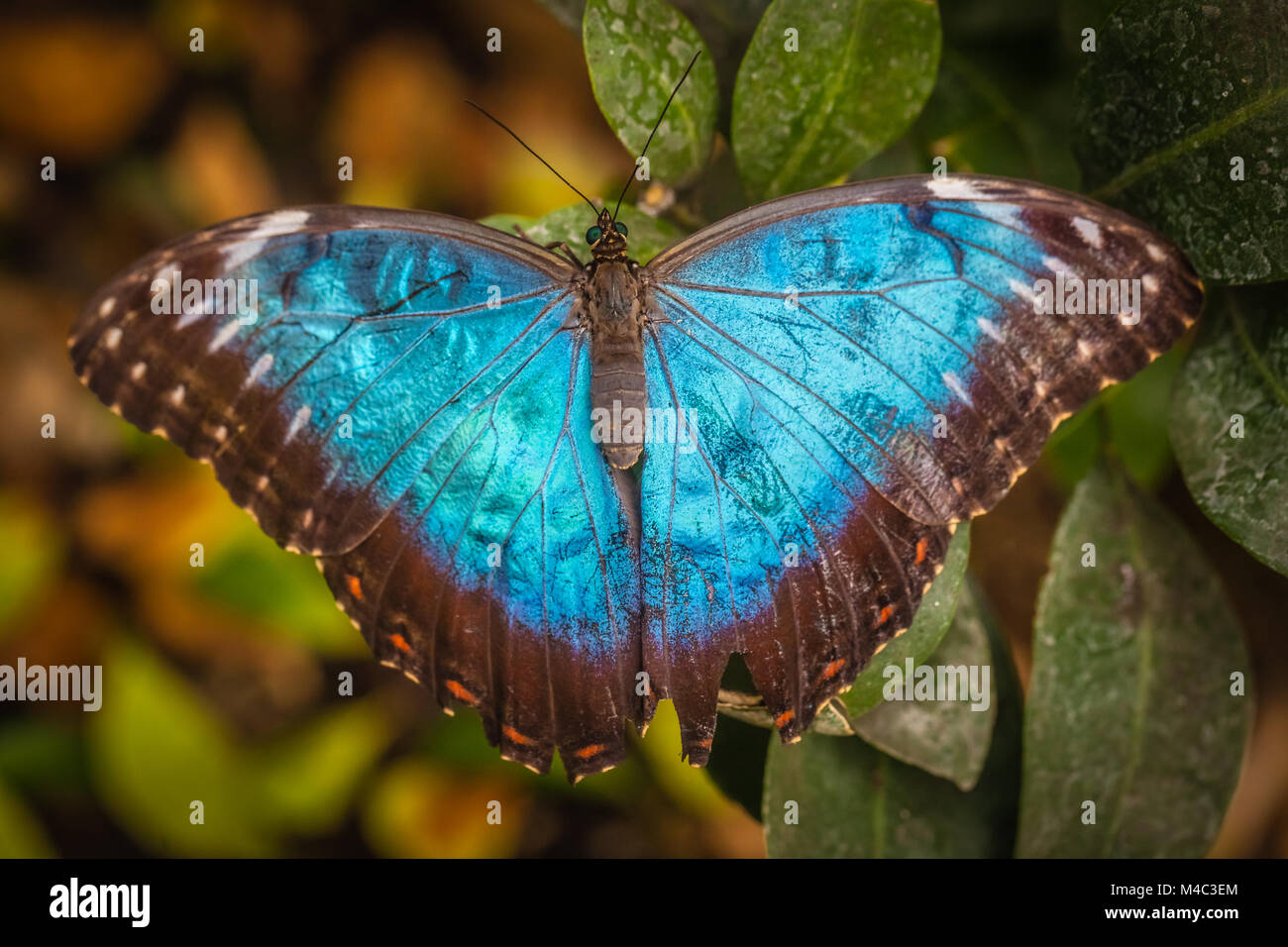 Peleides blue morpho butterfly Stock Photo - Alamy