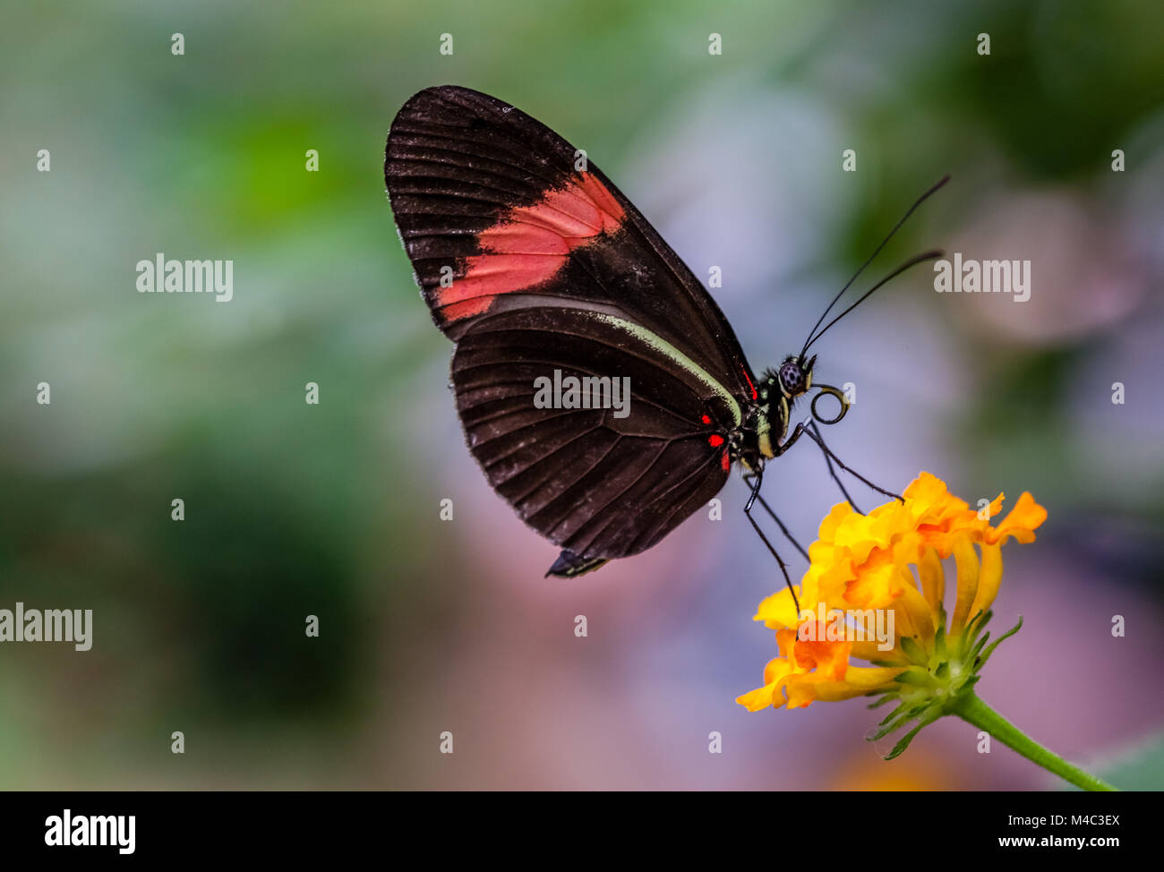 The Postman butterfly Stock Photo - Alamy