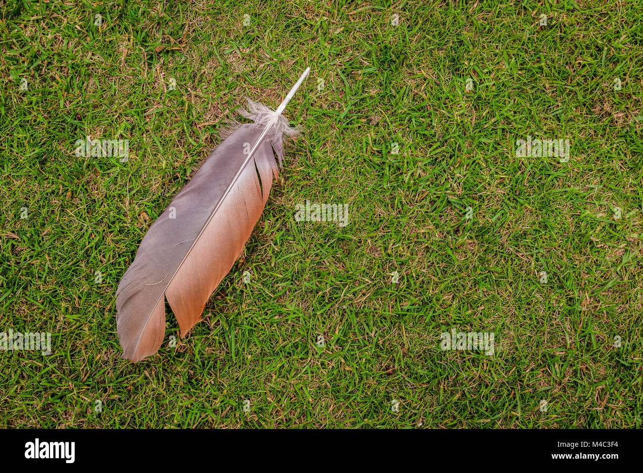 Single feather on lawn hi-res stock photography and images - Alamy
