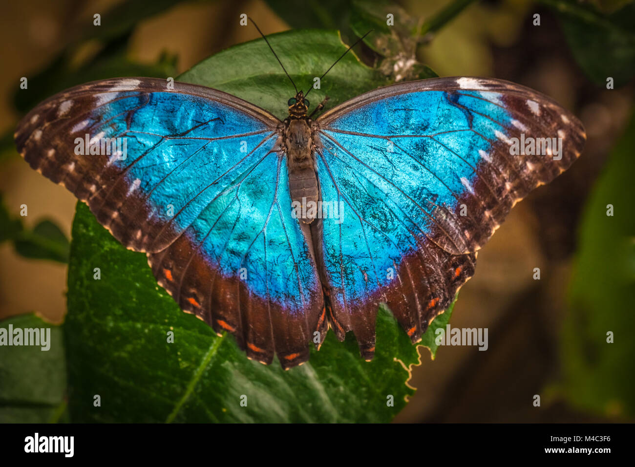 Peleides blue morpho butterfly Stock Photo - Alamy