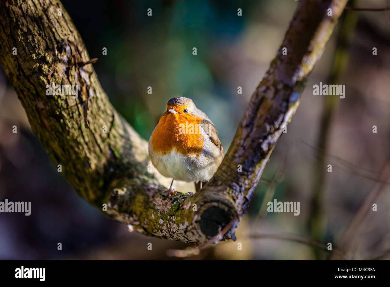 Small Robin bird Stock Photo - Alamy