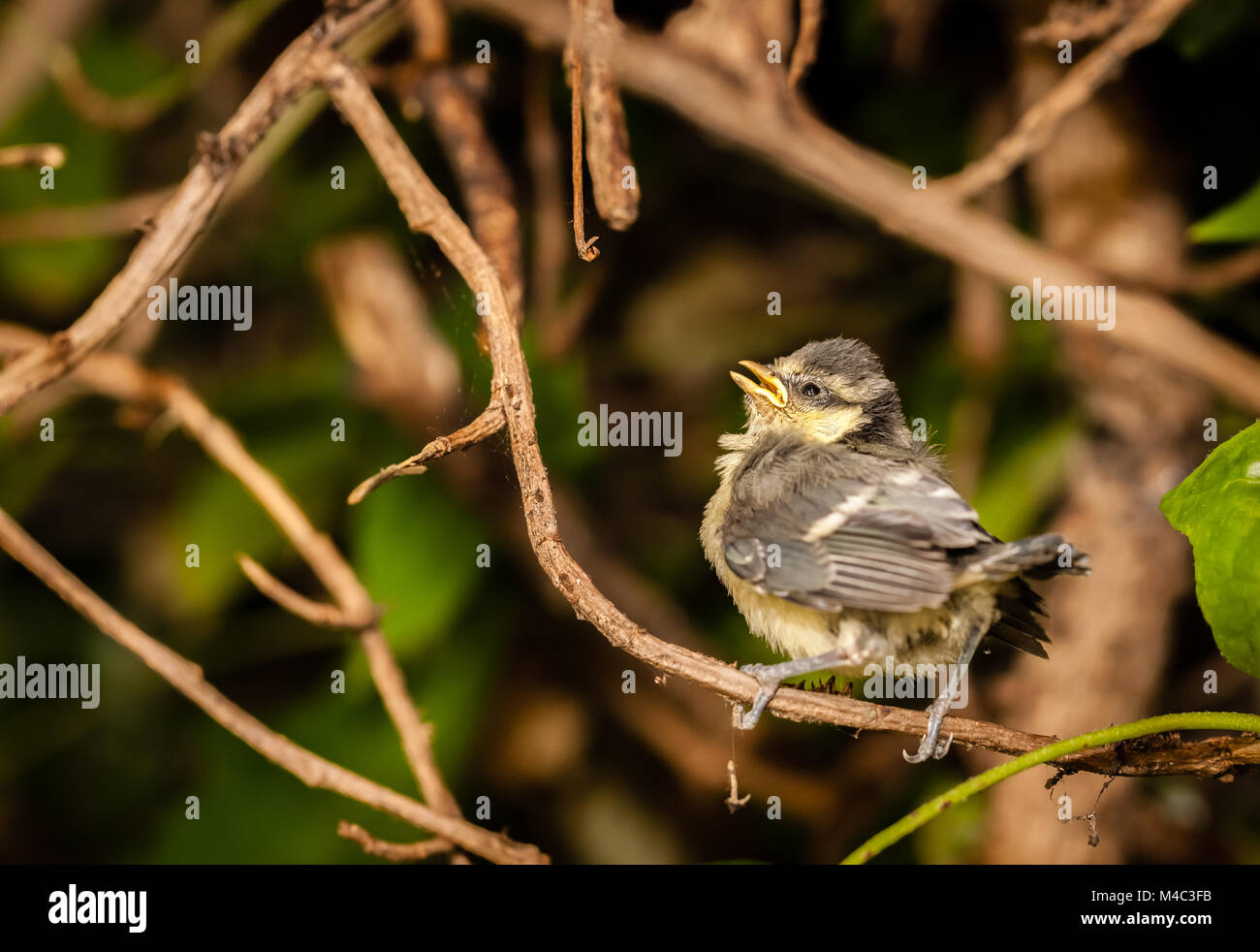Baby tit on a tree branch Stock Photo - Alamy