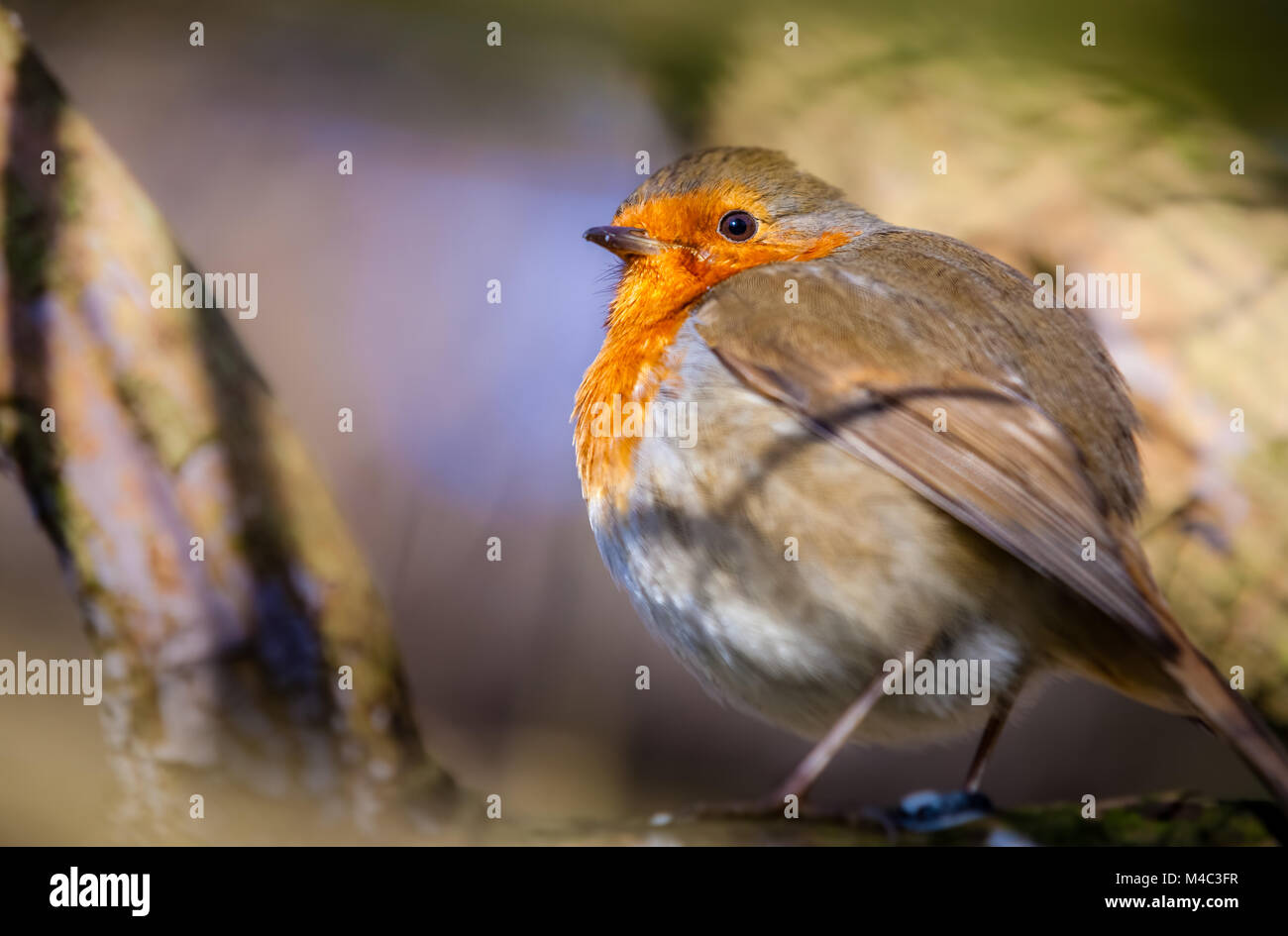 Small Robin bird Stock Photo - Alamy