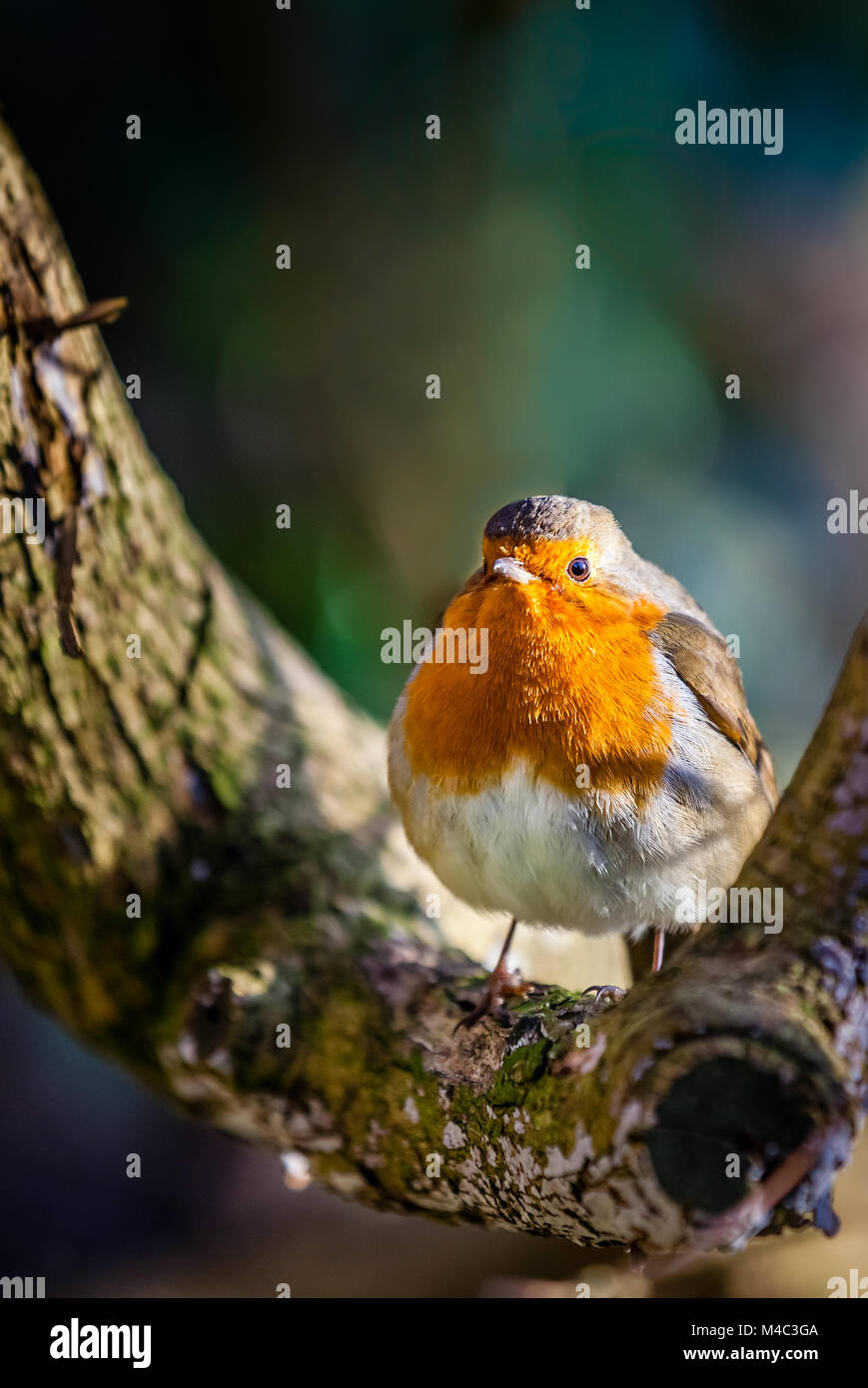 Small Robin bird Stock Photo - Alamy