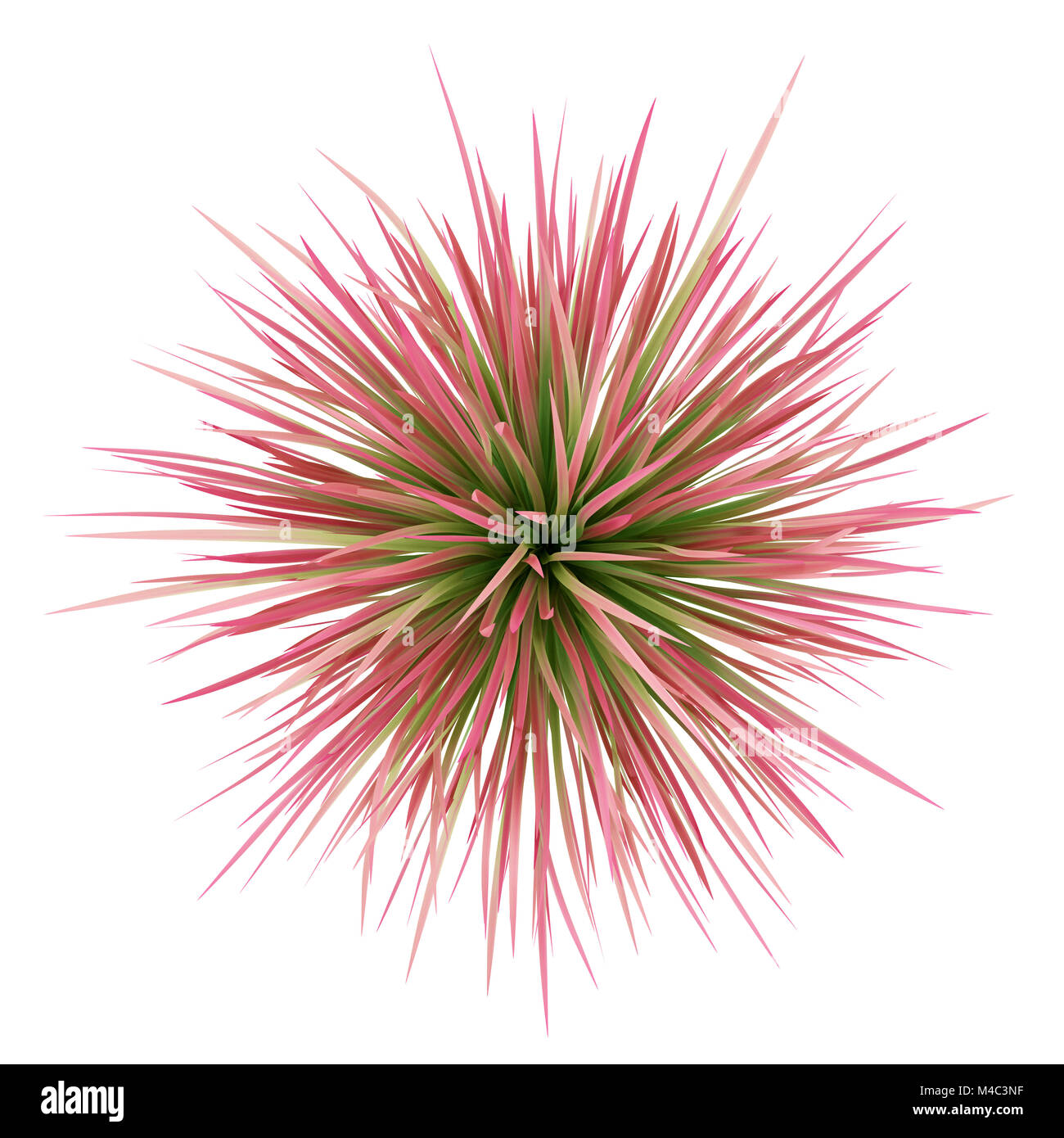 Tall Ornamental Grass Top View 10 Ways To Use Ornamental Grasses In