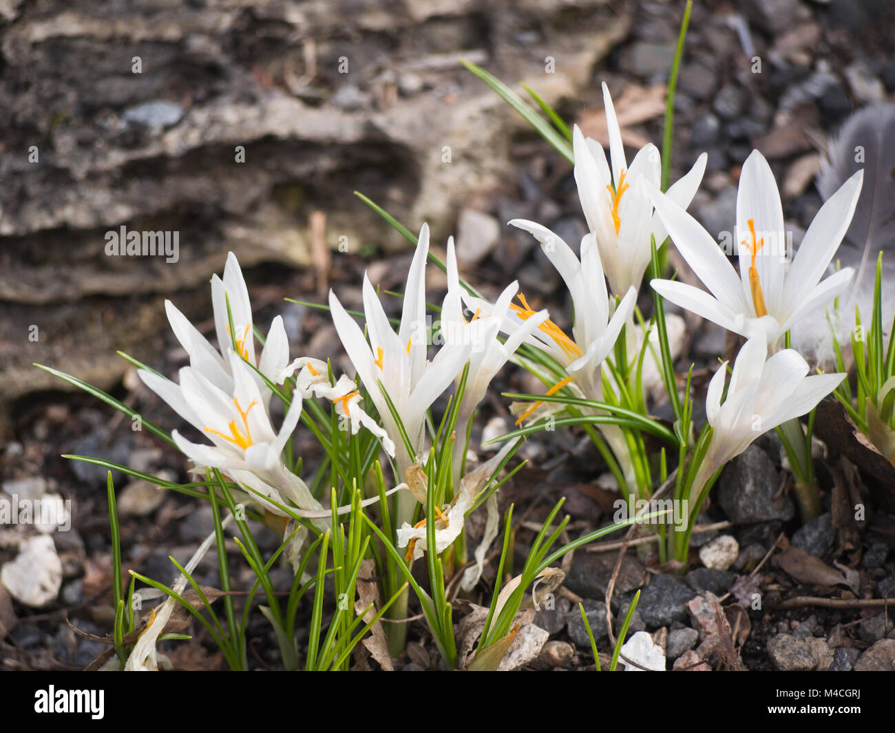 Wildflower balkan hi-res stock photography and images - Alamy