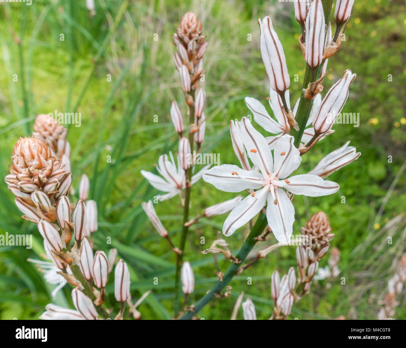 Asphodelus aestivus plant in flower on mountain slope on Gran Canaria ...