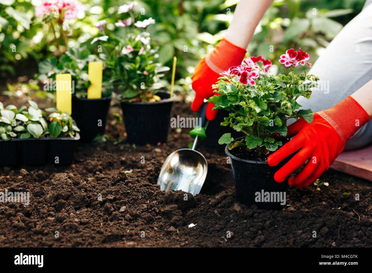 Gardener woman planting flowers in the summer garden at morning Stock ...