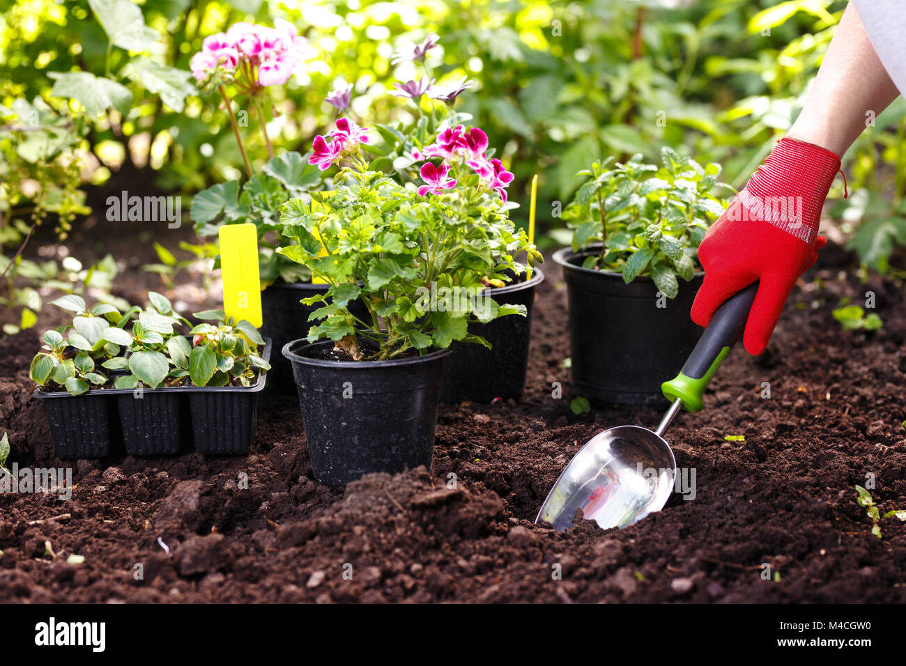 Gardener woman planting flowers in the summer garden at morning Stock ...