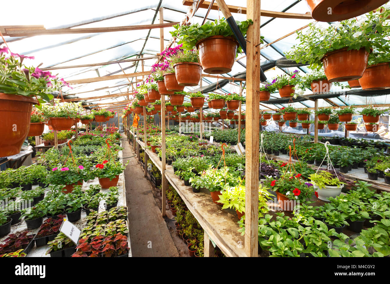 Flowers inside a garden center greenhouse, wide angle photo Stock Photo ...