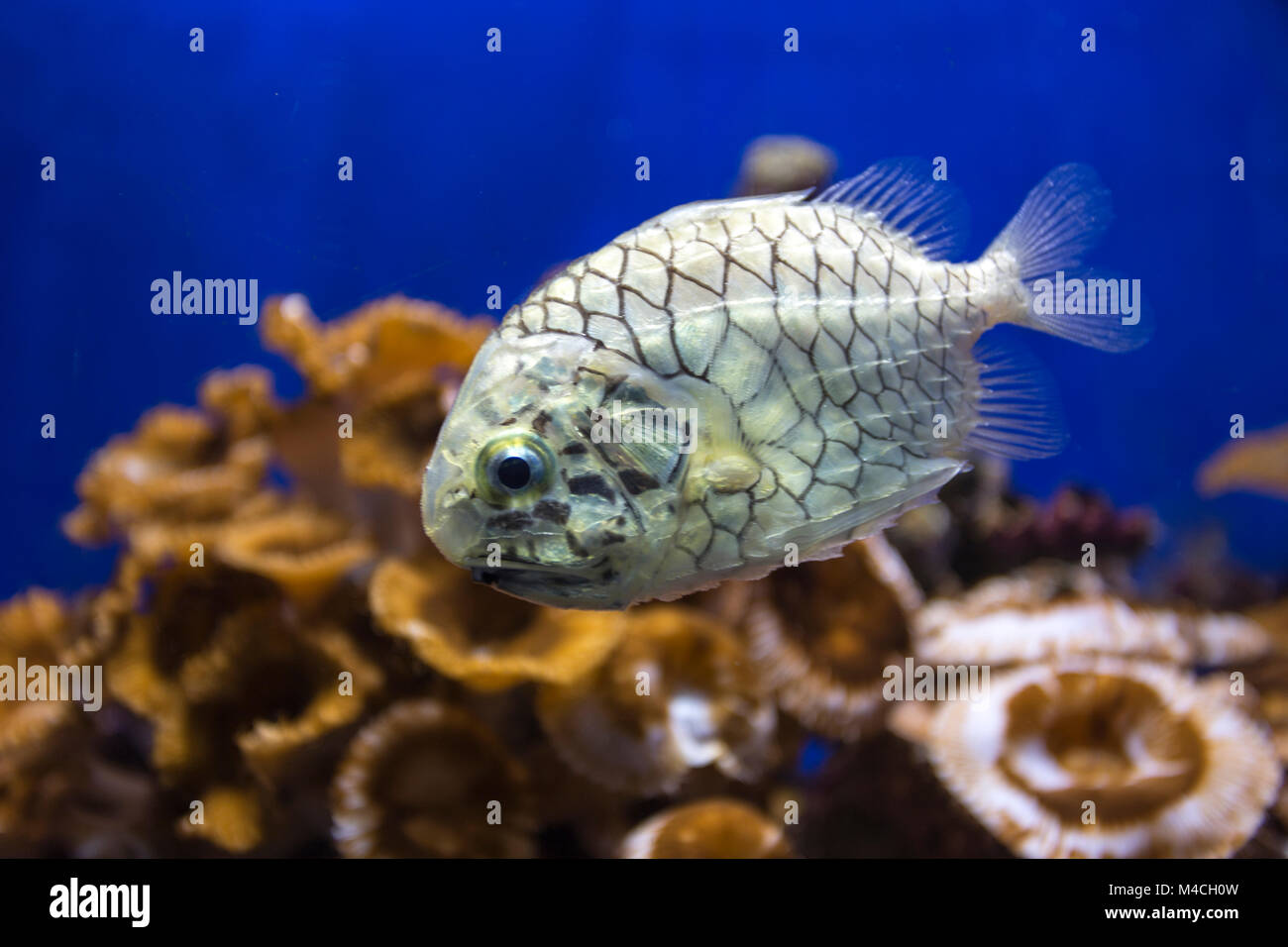 Bermuda aquarium lookdown fish hi-res stock photography and images - Alamy
