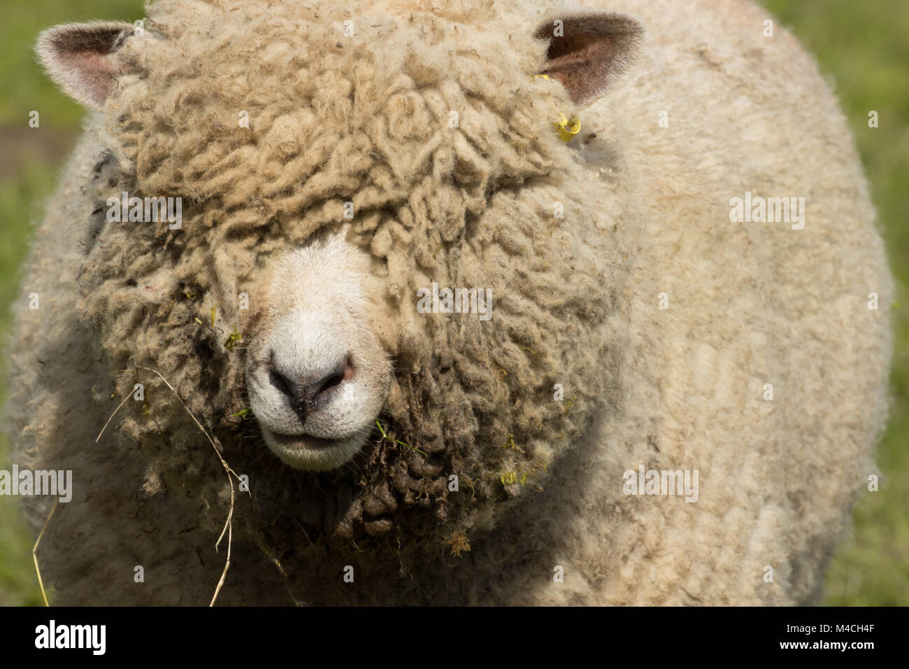 A Sheep with bushy fleece Stock Photo - Alamy