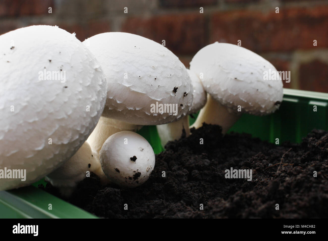 image of homegrown mushrooms in compost Stock Photo - Alamy