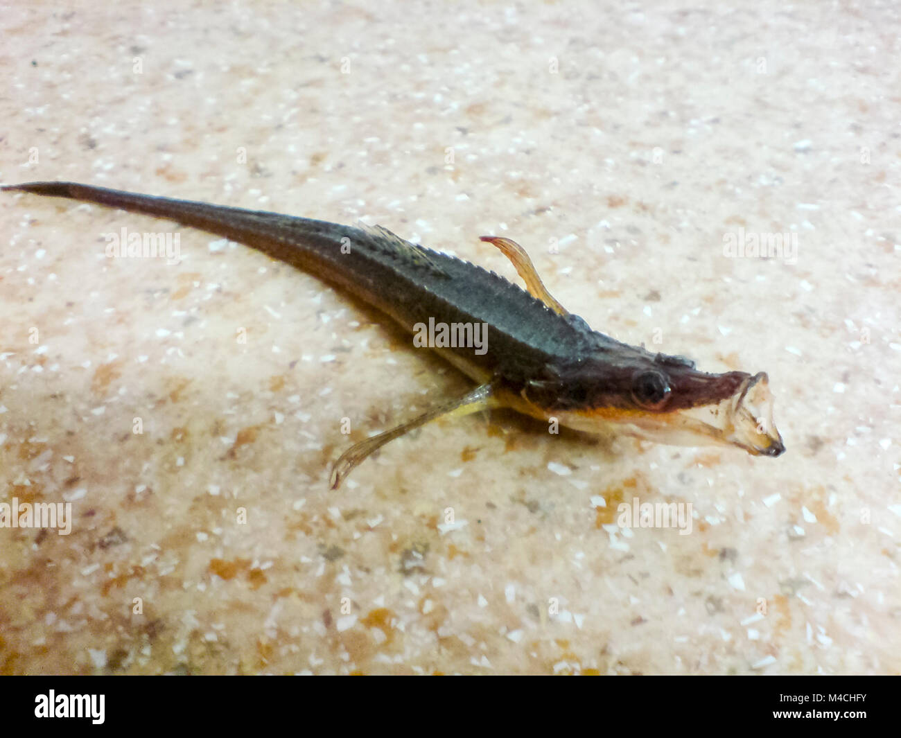 Fish needle. thin fish in the black sea Stock Photo - Alamy