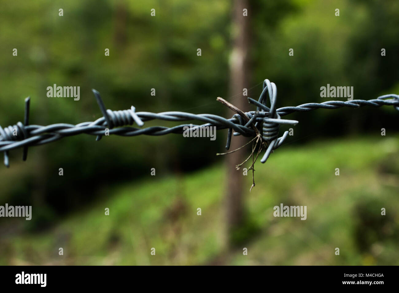 Little stick trapped in barbed wire Stock Photo - Alamy